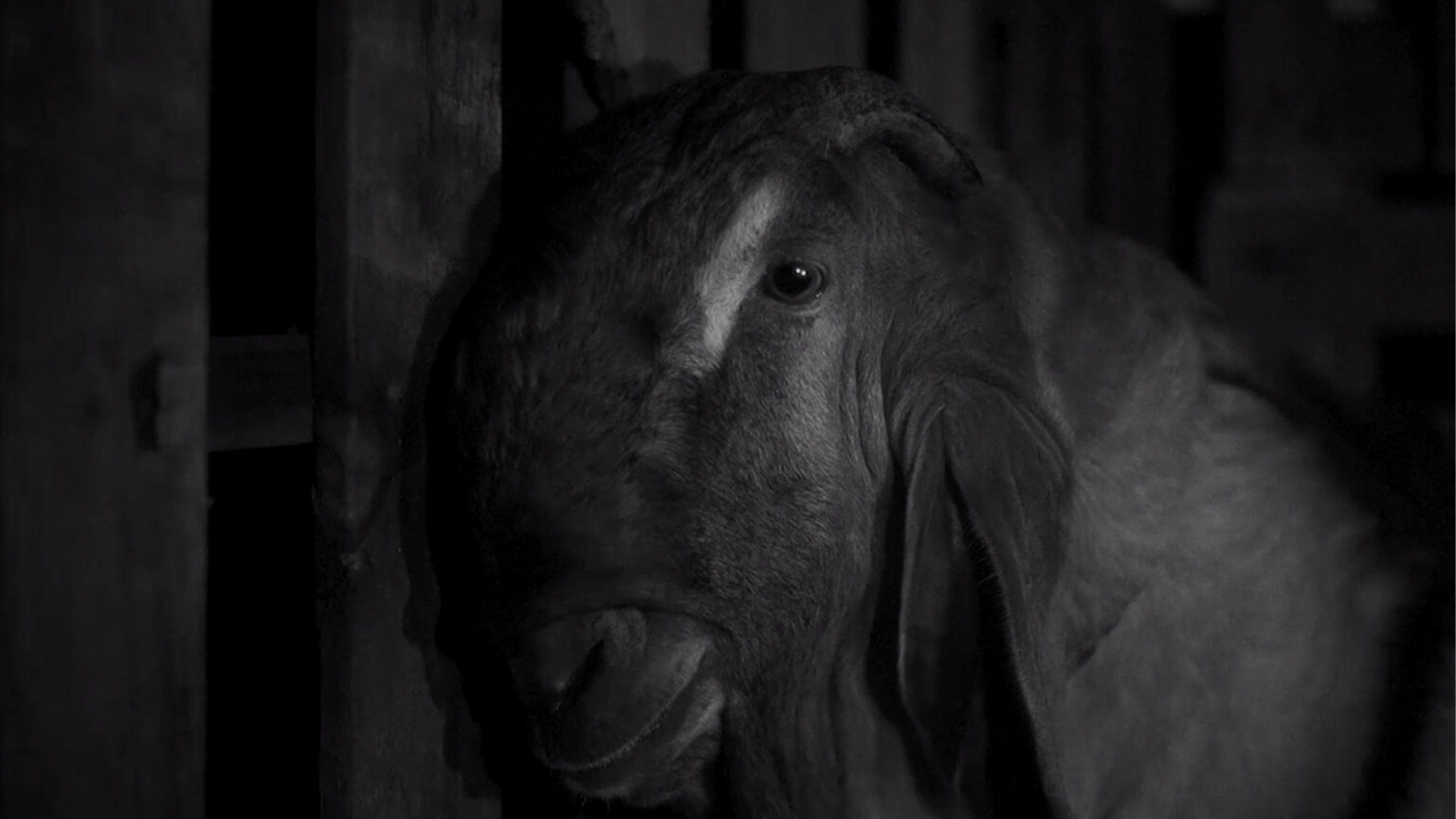 Bleat! - Festival international du court-métrage